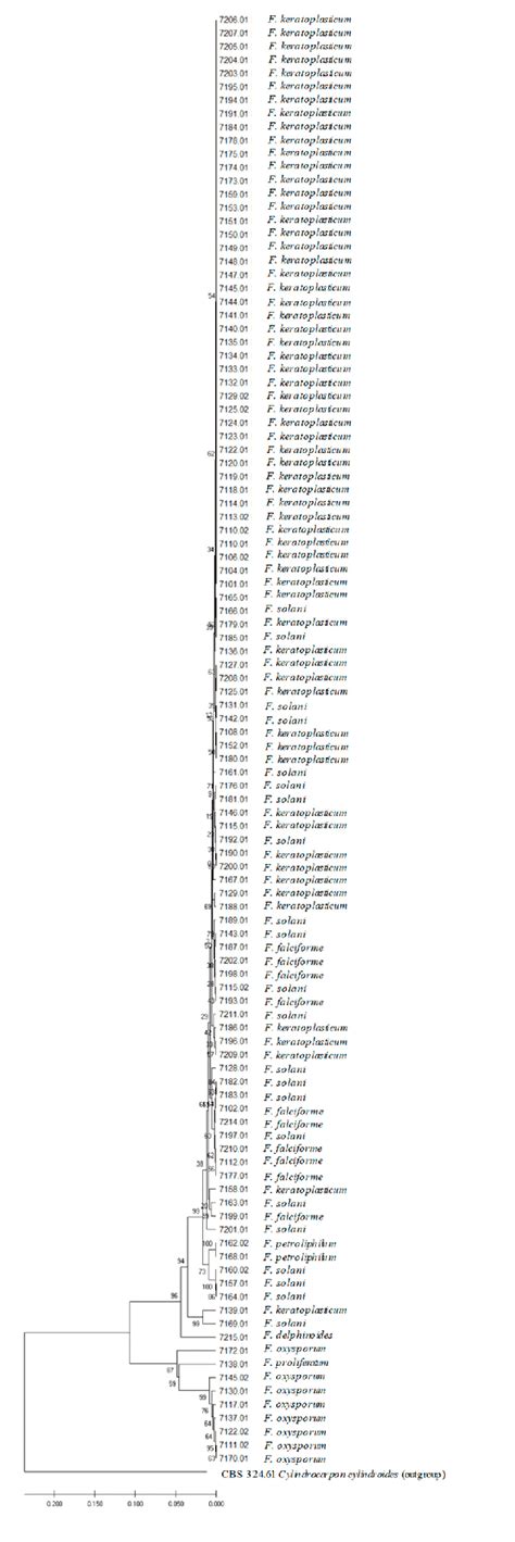 dendrogram based on concatenated sequences of its and ef 1α from 108