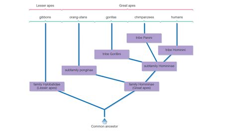 Based On The Following Evolutionary Tree Which Of The Following