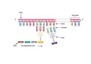 Difference Between Anticodon And Codon Difference Between Anticodon Vs Codon