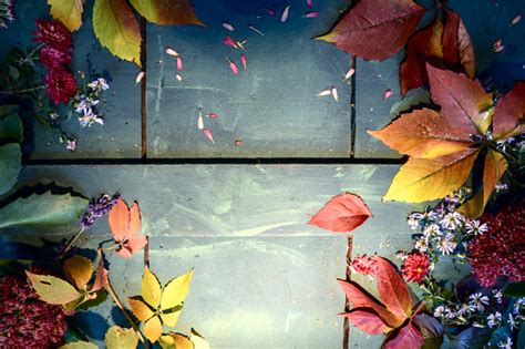 아름 다운가 가 다채로운 평평 하다 배경 복사 제품 또는 계절 꽃과 소박한 나무에 색상을 변경 하는 나뭇잎을 작성 하는 텍스트를 위한 공간으로 0명에 대한 스톡 사진 및