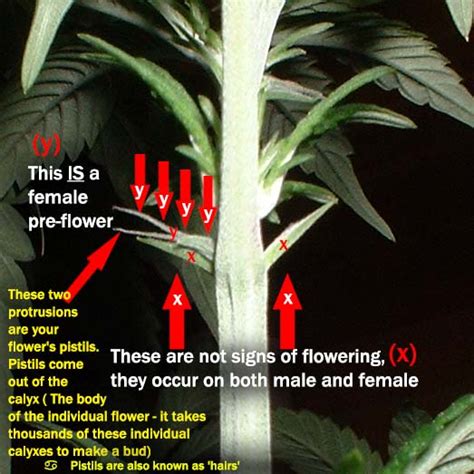 How Do I Determine A Female Sex Plant From A Male 420 Magazine