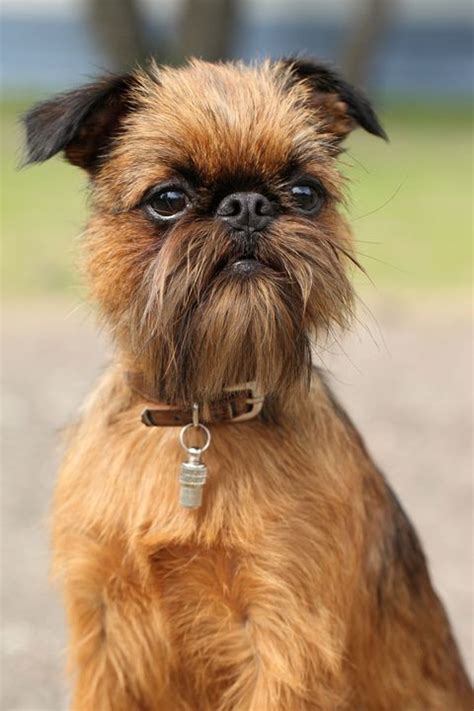 15 Cute Miniature Dog Breeds Best Toy Dog Breed List