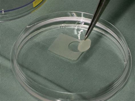 Video A Full Skin Defect Model To Evaluate Vascularization Of