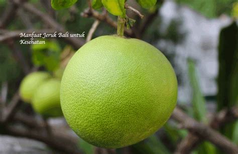 Manfaat Jeruk Bali Untuk Kesehatan Bams