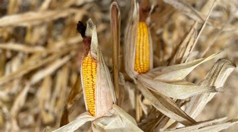 10 Farmers Recognized For Highest Corn Yields With Golden Harvest