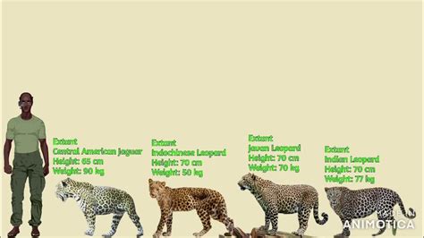 Leopards Vs Jaguars Size Comparison Youtube
