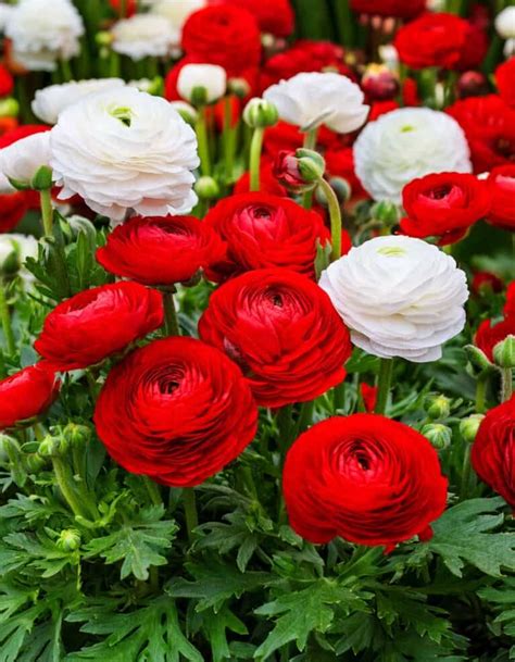7 Essential Steps To Starting Ranunculus Flowers In Spring Bigger Garden