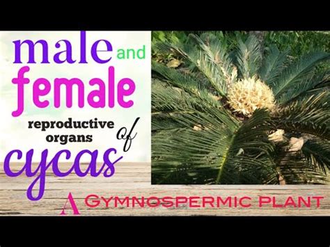 Cycas Male And Female Reproductive Organs Gymnosperm Male Cone B SC M SC Botany YouTube