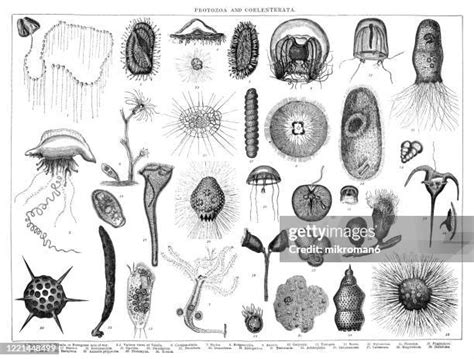 Protozoa Drawing Photos And Premium High Res Pictures Getty Images