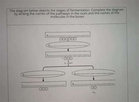 Fermentation Diagram Of Stages Glycolysis Introduction Sparknotes