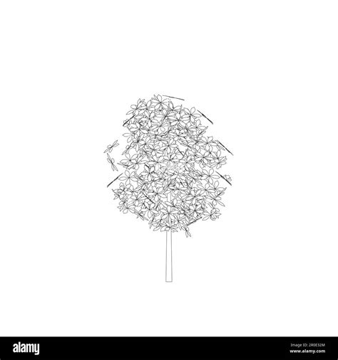 Tree Line Drawing Side View Graphics Trees Elements Single Object Outline Minimal Plant Symbol