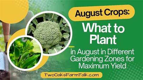 Best August Crops What To Plant In Different Gardening Zones For
