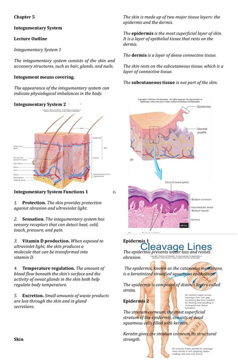 Chapter 5 Integumentary Chapter 5 Integumentary System Lecture Outline Integumentary System 1