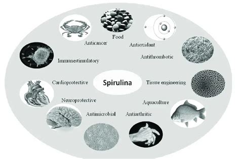 Useful Microorganisms