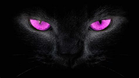 Cat Eyes Gif Cat Eyes Descubre Y Comparte Gif My XXX Hot Girl