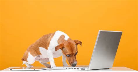 잘 생긴 잭 러셀 테리어 초상화노란색 배경에 노트북과 아름다운 개 고립비즈니스 기술 교육 온라인 쇼핑 화상 통화 개념 0명에 대한 스톡 사진 및 기타 이미지 Istock