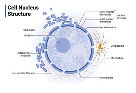 Human Cell Structure And Functions Biology Notes Online