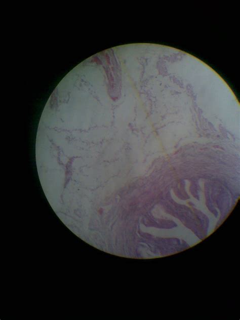 Medical Education For Students Histology Slides 2nd Year