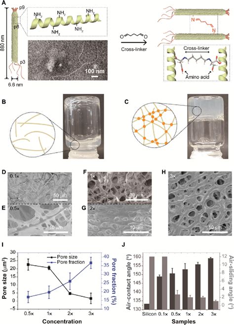 Superaerophobicity Of M13 Viral Hydrogels A Reaction Scheme For The