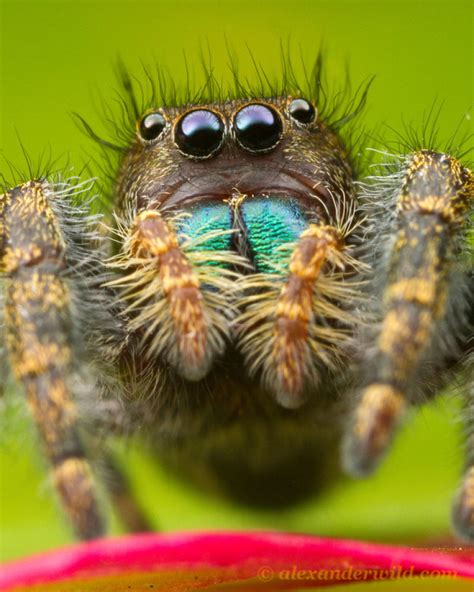 Listen To The Creepy Sounds Spiders Make When They Want Sex HuffPost