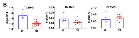 Ovariectomy Ovx Rat Model Osteoporosis Biocytogen