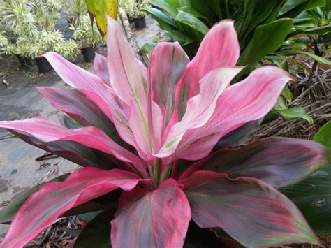 Hawaiian Ti Plant For Sale Mulch Masters Jacksonville Fl
