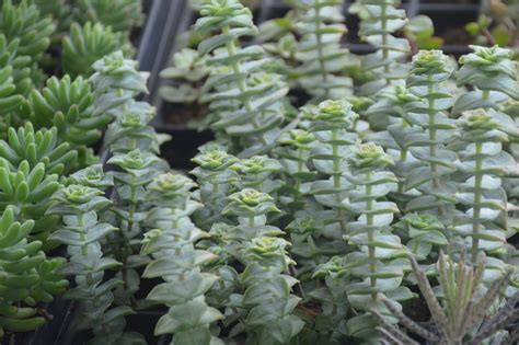 Suculentas Crassula Sedum Free Photo On Pixabay Pixabay