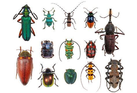 The Buzz About Bugs New Trail