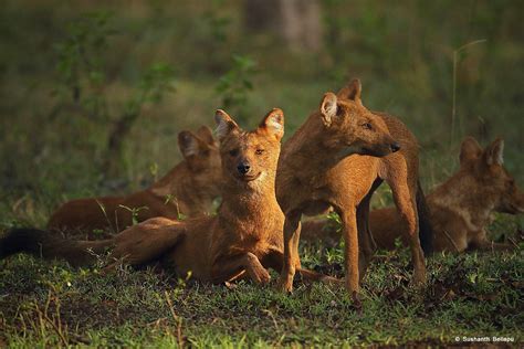 One Year Later The Dhole Project