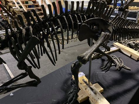 Bactrosaurus Full Skeleton On Steel Wood Frame From The Early