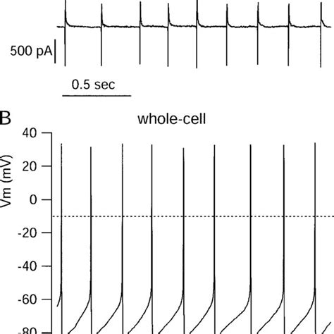 Spontaneous Firing In A Dissociated Scn Neuron Recorded First In