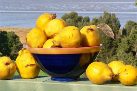 Ilaçi Me Farat E Ftoit Për Koll Dhe Fyt