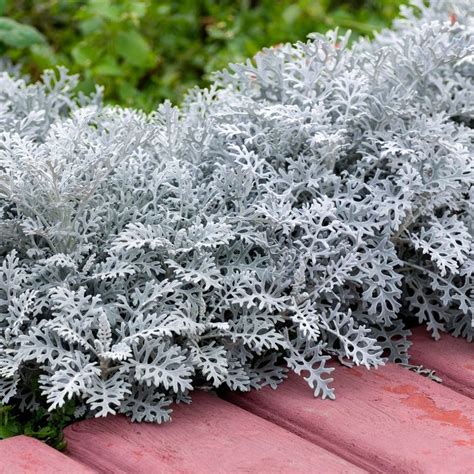 36 Plants With Foliage Even More Stunning Than Flowers