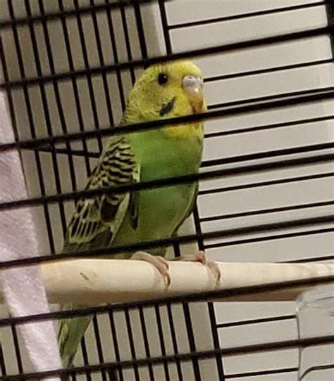 Hi This Is My New Parakeet And I Was Wondering If Anybody Could