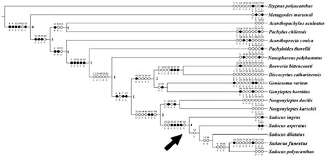 The Single Most Parsimonious Tree Retrieved In The Cladistic Analysis