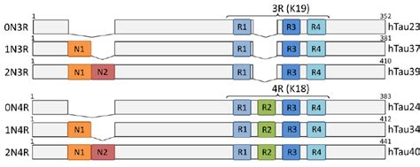 Splice Variant Isoforms Of Tau The Six Different Isoforms Of Tau