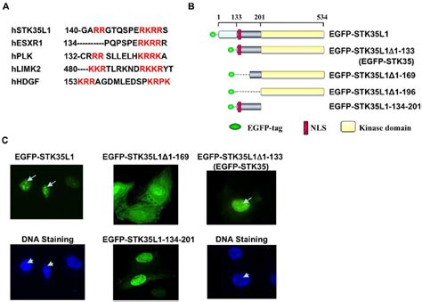 Nuclear And Nucleolar Localization Signals In Stk35l1 A Prediction Of
