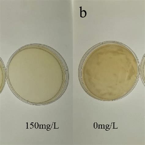 Fluoroscopic Electron Microscope Av Alginolyticus Hd 1 Bv Download Scientific Diagram