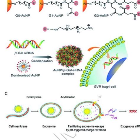 A Schematic Illustration Of The Proton Sponge Effect Leading To Sirna