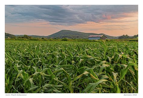 corn field extensions the signature series photograph by angelo