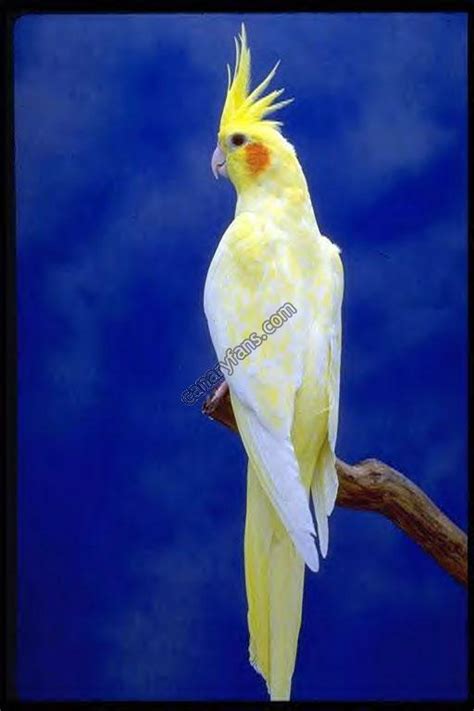 Lutino Pearl Pied Cockatiel