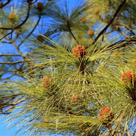 Pinus Canariensis Canary Island Pine Western Star Nurseries