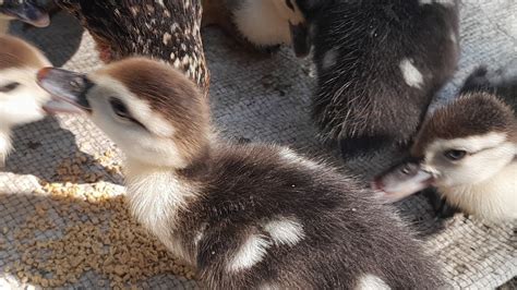 মুরগীর সাথে চিনিহাসের বাচ্চা ।। Youtube