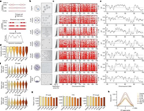 team discovers relationship between dna replication timing and how