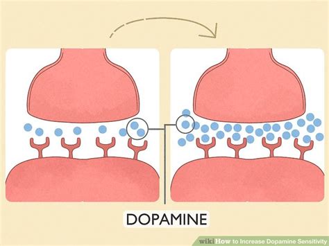 How To Increase Dopamine Sensitivity With Pictures Wikihow