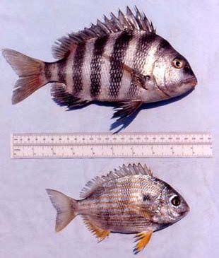 Sheepshead Discover Fishes