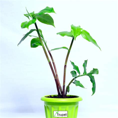 Insulin Plant Tirupati Green World
