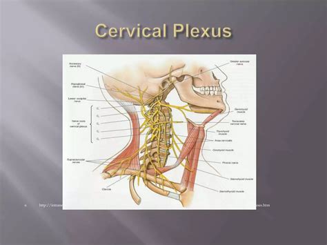 25820 Cervical Plexus Block 1 Pptx