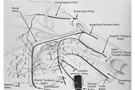 Middle Ear Vascularization Download Scientific Diagram
