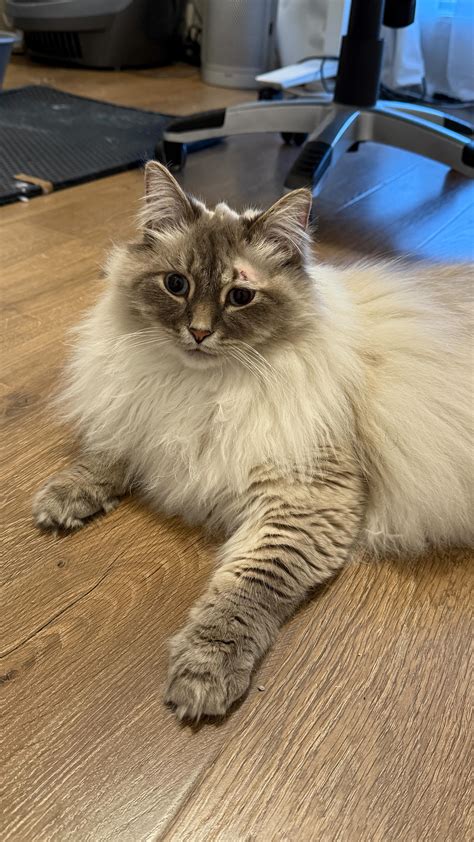 Nimbus ☁️ Nimbus Siberian • Instagram Photos And Videos